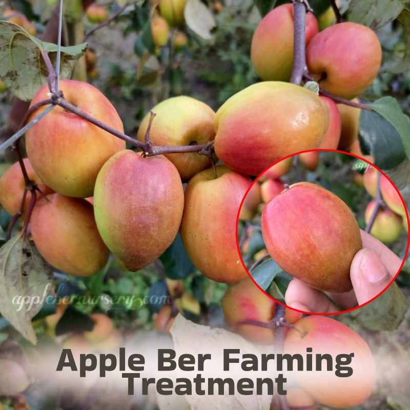 Apple Ber Nursery